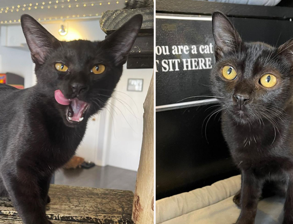 Simply Stunning Rare Big Cat Caught On Camera - Cole & Marmalade