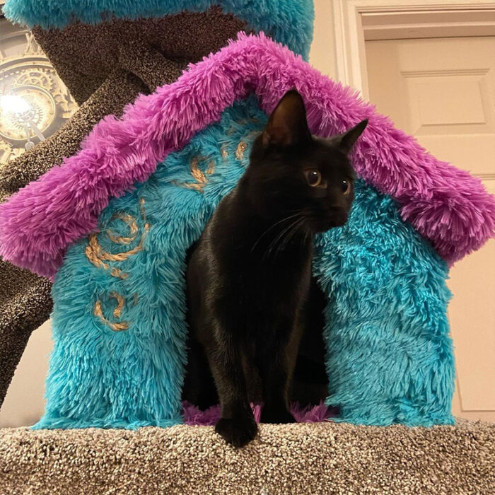 Spooktacular 'Cat Cribs' We'd Want Our Cats to Prowl All Year