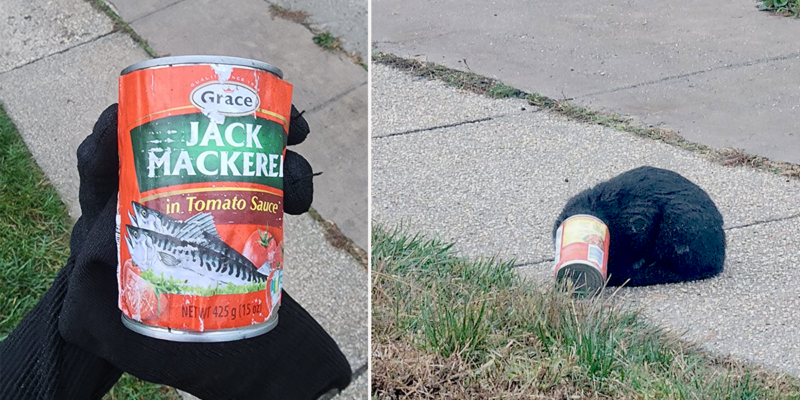 Holy Mackerel! Emergency Rescue for Feral Cat Stuck in a Can