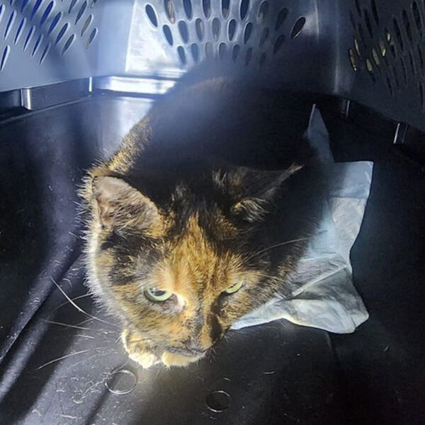 NY Community Saves 20 Cats After a Hoarding House Fire