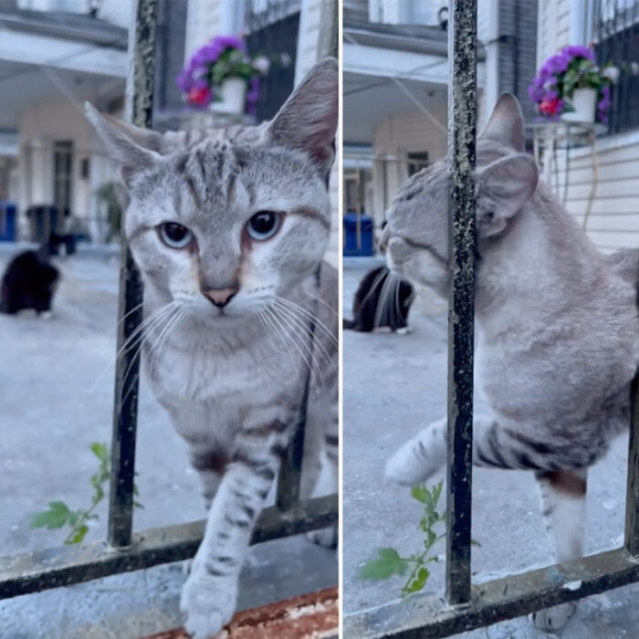 Why Has This Beautiful Cat 'June' Waited Over a Year for a Home?