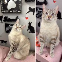 Why Has This Beautiful Cat 'June' Waited Over a Year for a Home?
