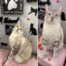 Why Has This Beautiful Cat 'June' Waited Over a Year for a Home?