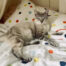 Why Has This Beautiful Cat 'June' Waited Over a Year for a Home?