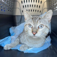 Why Has This Beautiful Cat 'June' Waited Over a Year for a Home?