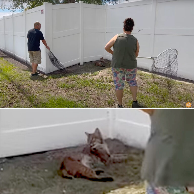 Adrenaline-Fueled Rescue of a Wild Bobcat and His Release
