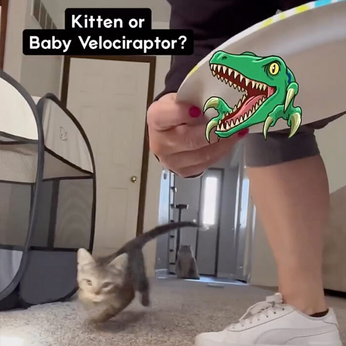 Fosterer Asks, 'Is This a Kitten Or a Baby Velociraptor?' at Meals