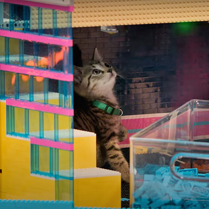 LEGO Masters and Kittens Come Together for a Purrfect Twist