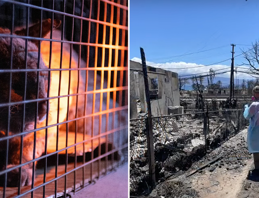 Tiny Kitten Rescued From Tree Is Now An Official 'Fire Cat' - Cole ...