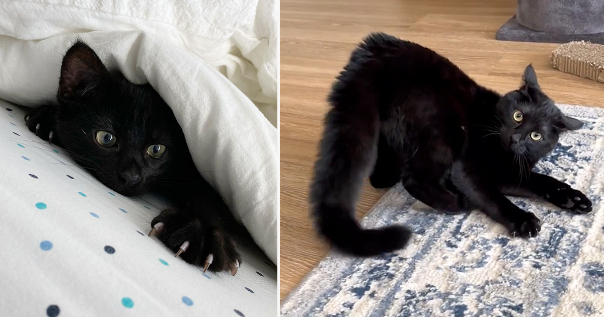 Lupin the House Panther Steals Hearts with Daily Shenanigans