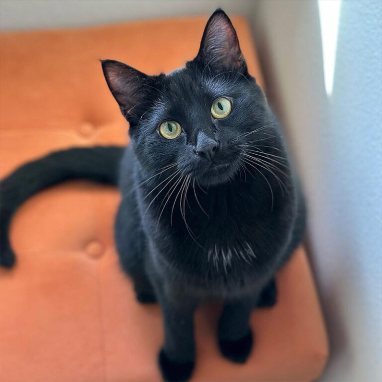Lupin the House Panther Steals Hearts with Daily Shenanigans