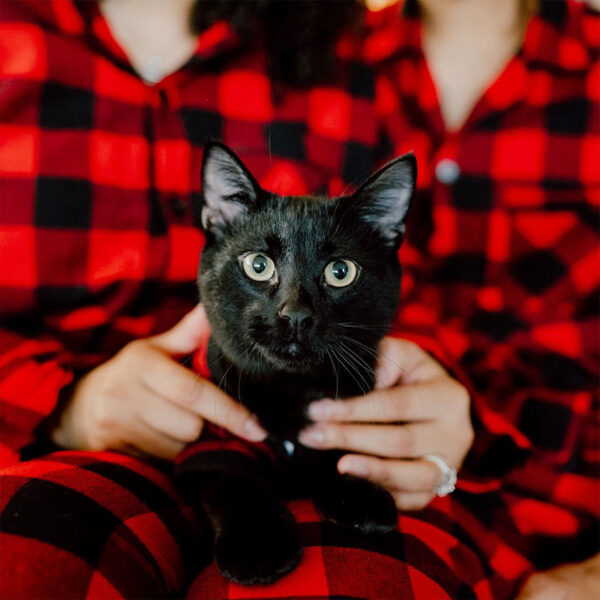 Lupin the House Panther Steals Hearts with Daily Shenanigans