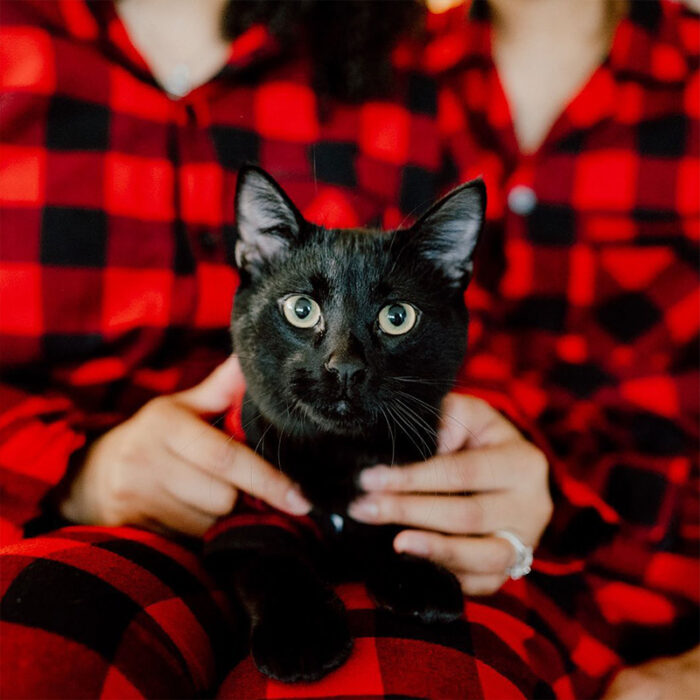 Lupin the House Panther Steals Hearts with Daily Shenanigans