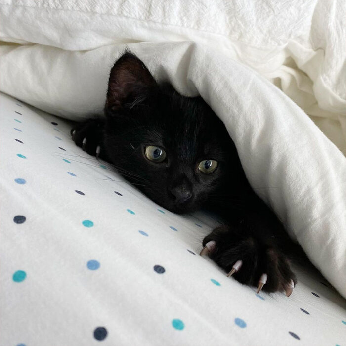 Lupin the House Panther Steals Hearts with Daily Shenanigans