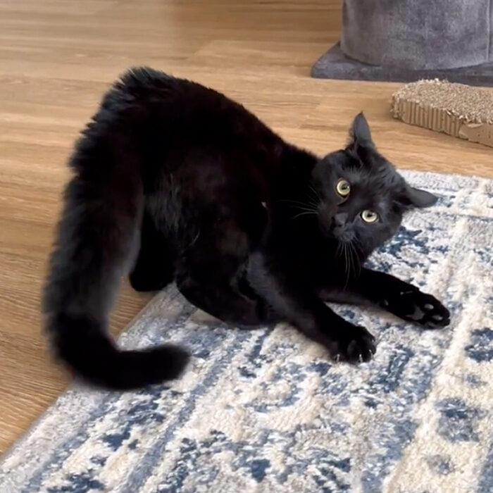Lupin the House Panther Steals Hearts with Daily Shenanigans