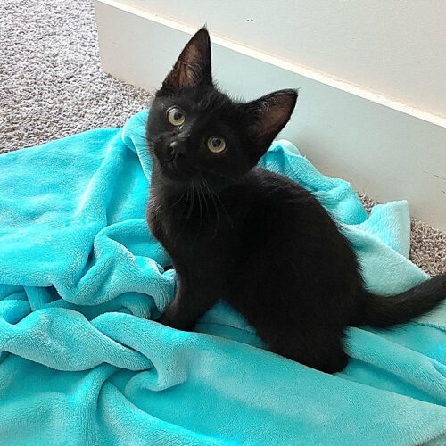 Lupin the House Panther Steals Hearts with Daily Shenanigans