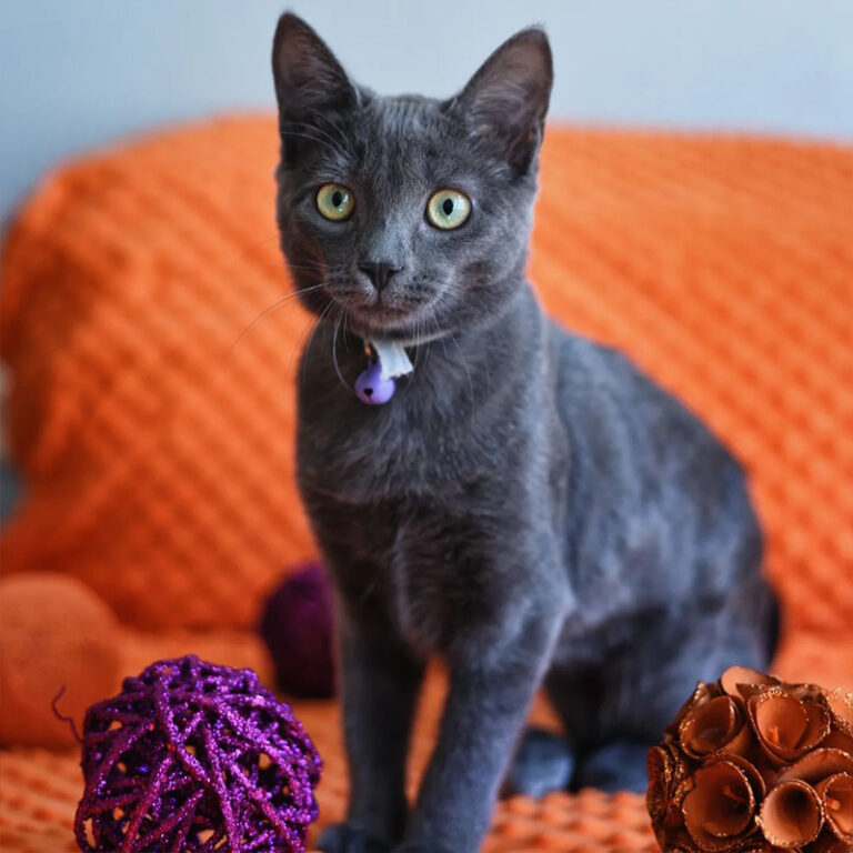 Adorable Millie Shows How to Easily Express a Cat's Bladder