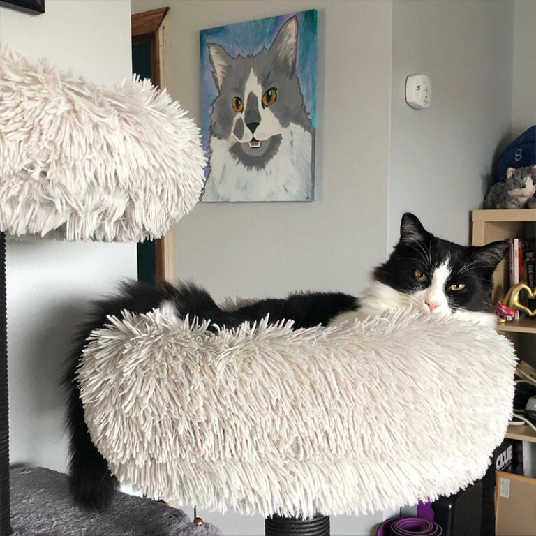 Rescued Tuxie Kitten Never Purred Until He Met One Young Lady