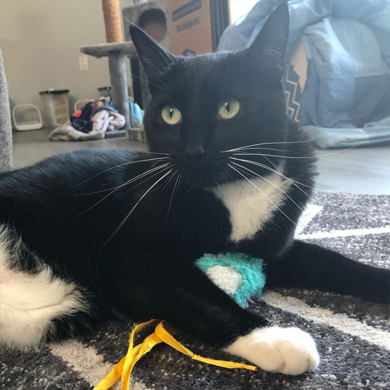 Rescued Tuxie Kitten Never Purred Until He Met One Young Lady