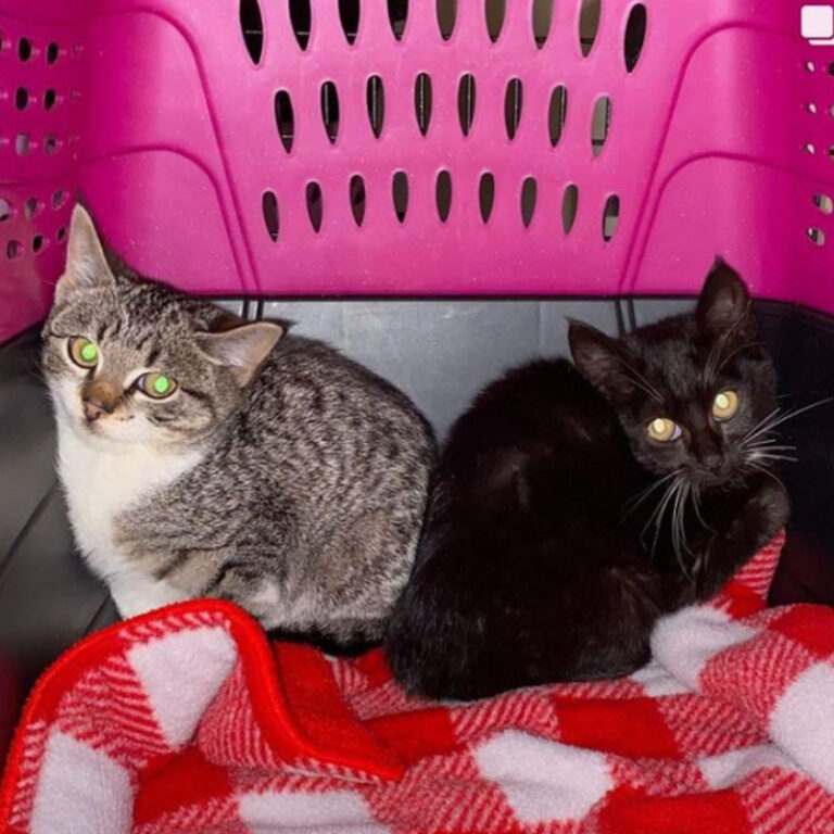 Rescued Tuxie Kitten Never Purred Until He Met One Young Lady