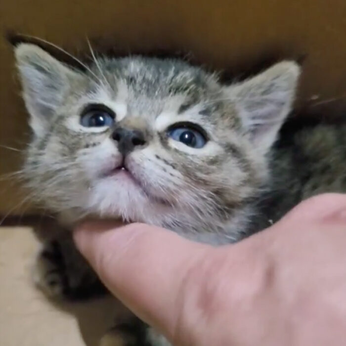 Good 'Witches' Swoop in to Save Kitten Caught in Rat Trap at Night