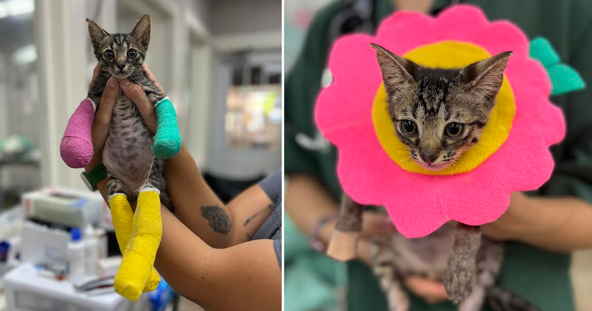 Maui Kitten Walked Through Fire and Straight into Rescuer's Heart