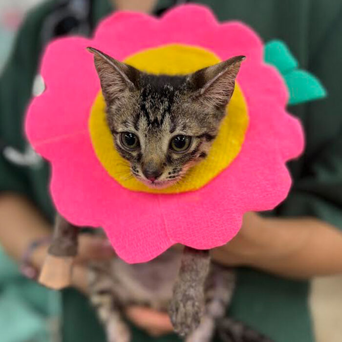 Maui Kitten Walked Through Fire and Straight into Rescuer's Heart