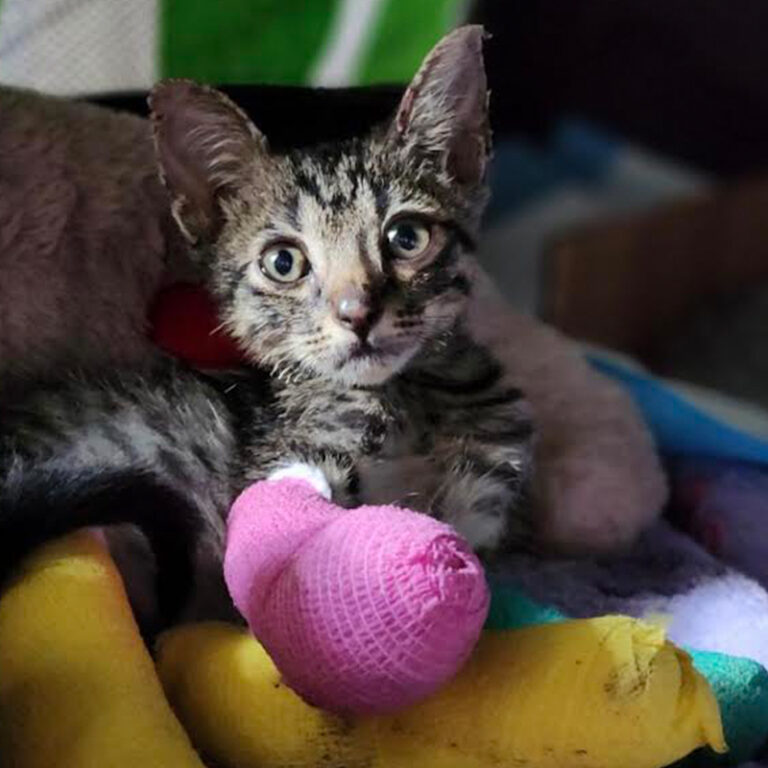 Maui Kitten Walked Through Fire and Straight into Rescuer's Heart