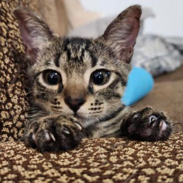 Maui Kitten Walked Through Fire and Straight into Rescuer's Heart