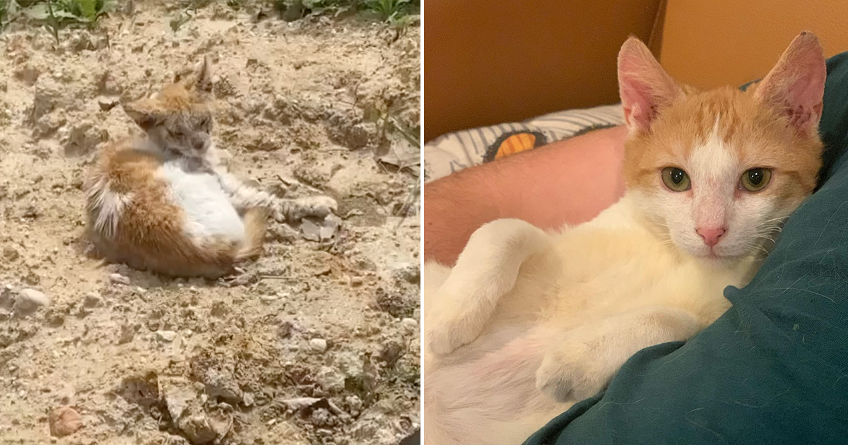 The Return of Saturn the Cat After Rescuers Found Him in the Dirt