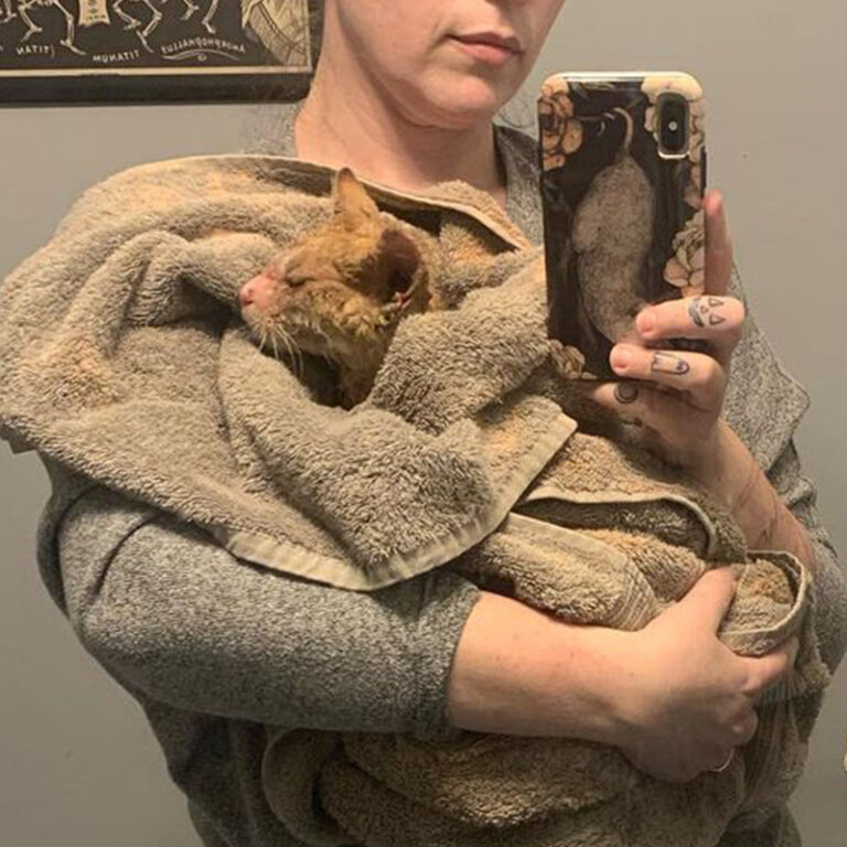 The Return of Saturn the Cat After Rescuers Found Him in the Dirt