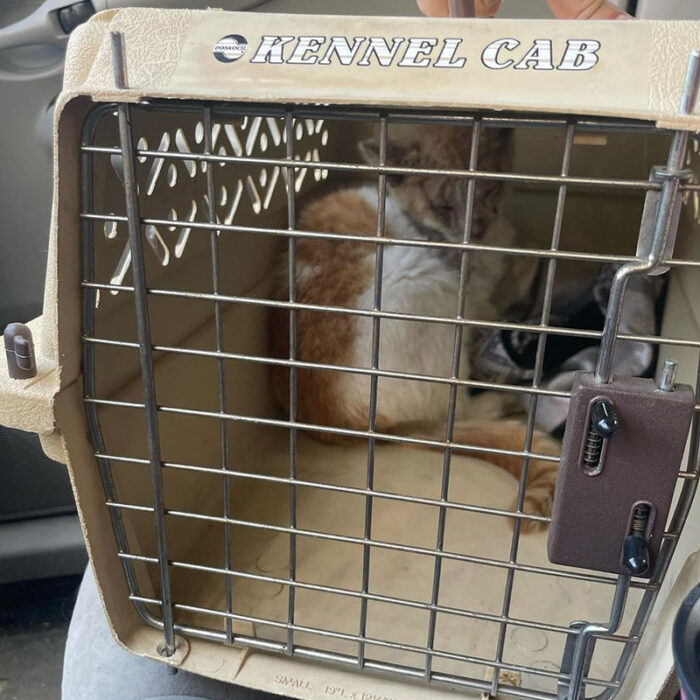 The Return of Saturn the Cat After Rescuers Found Him in the Dirt