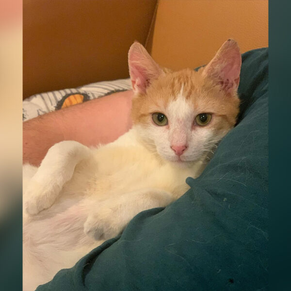 The Return of Saturn the Cat After Rescuers Found Him in the Dirt