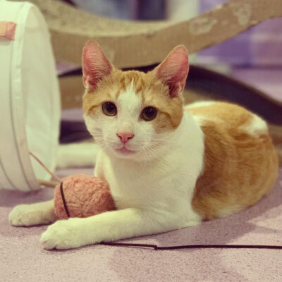 The Return of Saturn the Cat After Rescuers Found Him in the Dirt
