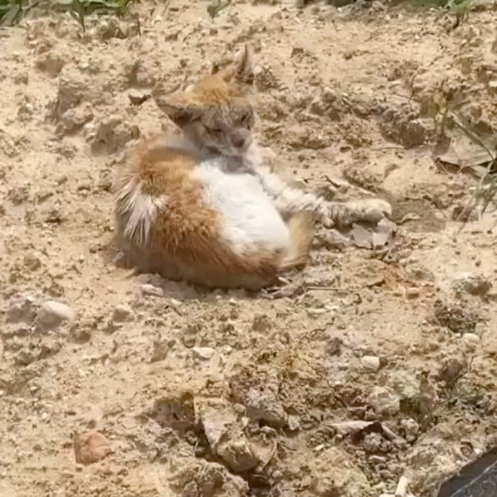 The Return of Saturn the Cat After Rescuers Found Him in the Dirt