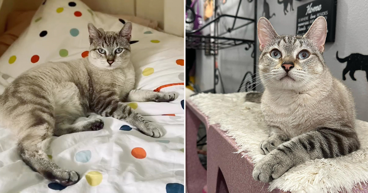 Why Has This Beautiful Cat 'June' Waited Over a Year for a Home?