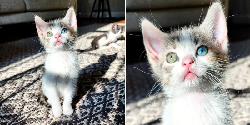 Spring the Kitten's Eyes Bloom into Two Different Sparkling Colors