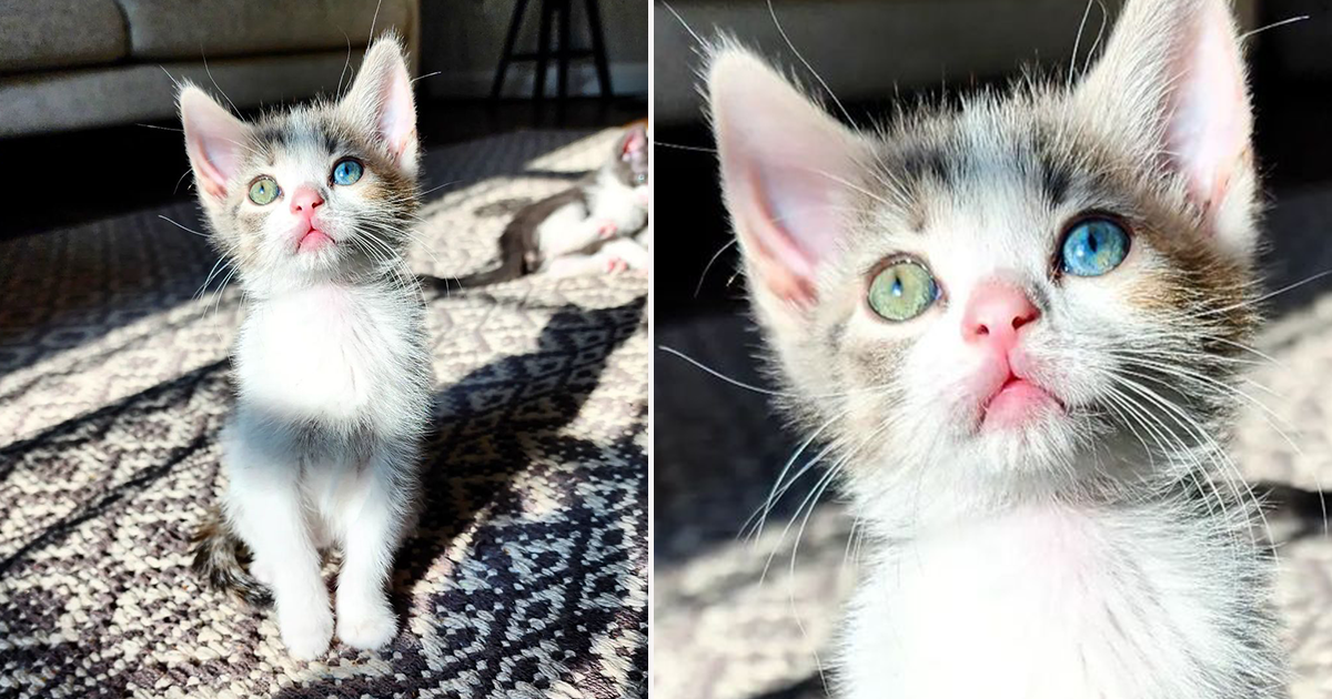 Spring the Kitten's Eyes Bloom into Two Different Sparkling Colors