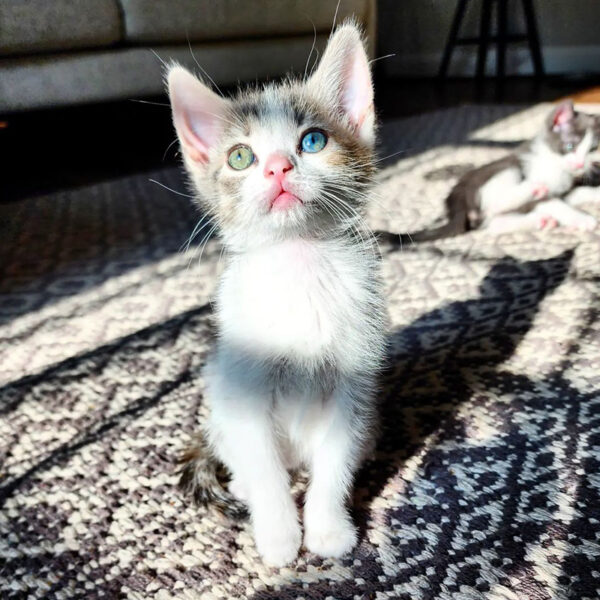 Spring the Kitten's Eyes Bloom into Two Different Sparkling Colors