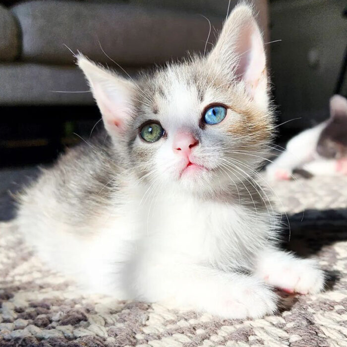Spring the Kitten's Eyes Bloom into Two Different Sparkling Colors