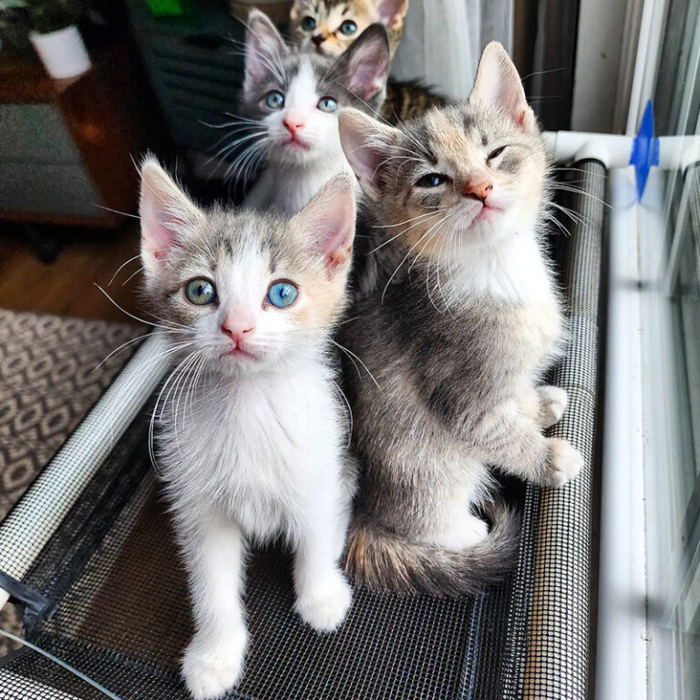 Spring the Kitten's Eyes Bloom into Two Different Sparkling Colors