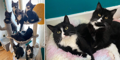 Meet the Simpsons: Animated Cats and Kittens from One Home