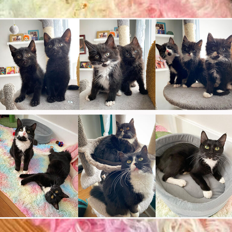 Meet the Simpsons: Animated Cats and Kittens from One Home