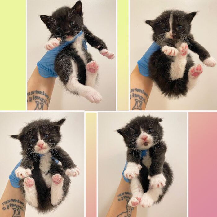 Meet the Simpsons: Animated Cats and Kittens from One Home