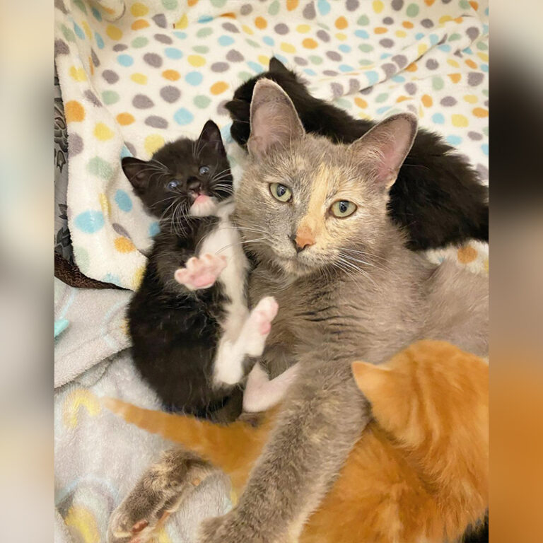 Meet the Simpsons: Animated Cats and Kittens from One Home