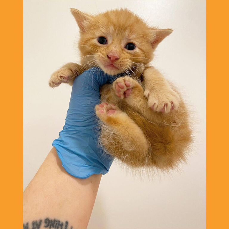 Meet the Simpsons: Animated Cats and Kittens from One Home