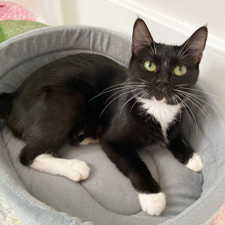 Meet the Simpsons: Animated Cats and Kittens from One Home