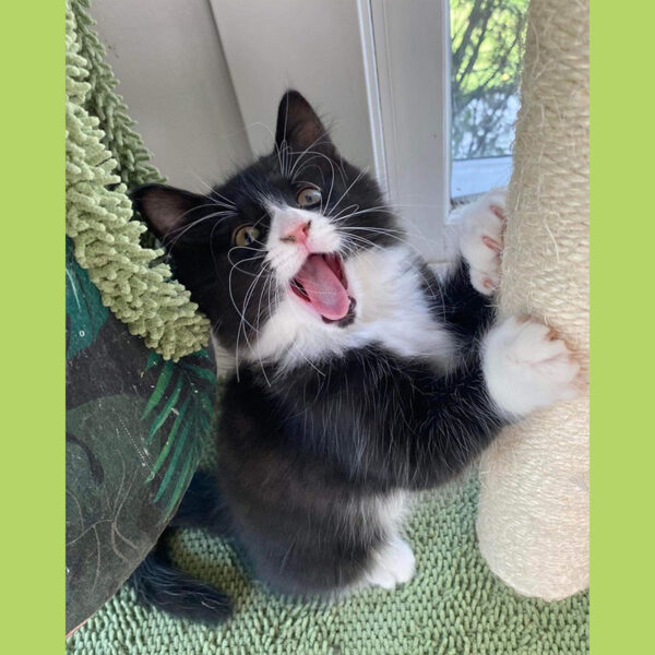 Meet the Simpsons: Animated Cats and Kittens from One Home