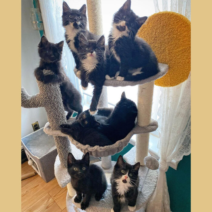 Meet the Simpsons: Animated Cats and Kittens from One Home