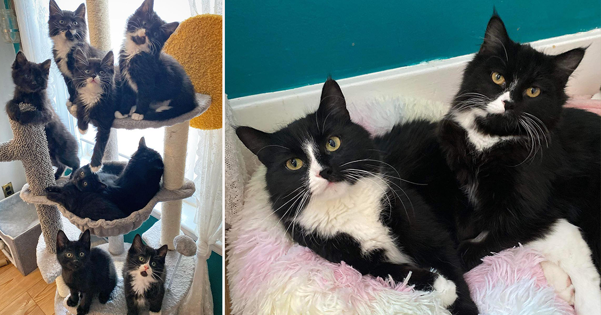 Meet the Simpsons: Animated Cats and Kittens from One Home